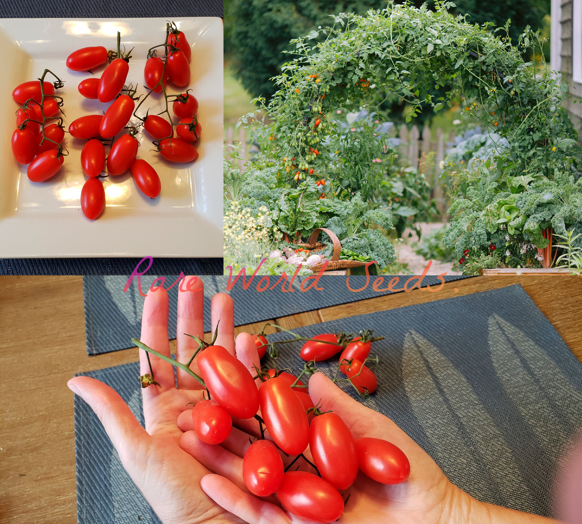 Grape Tomato sweet Bombs One of the Most Beautiful, Delicious, and ...