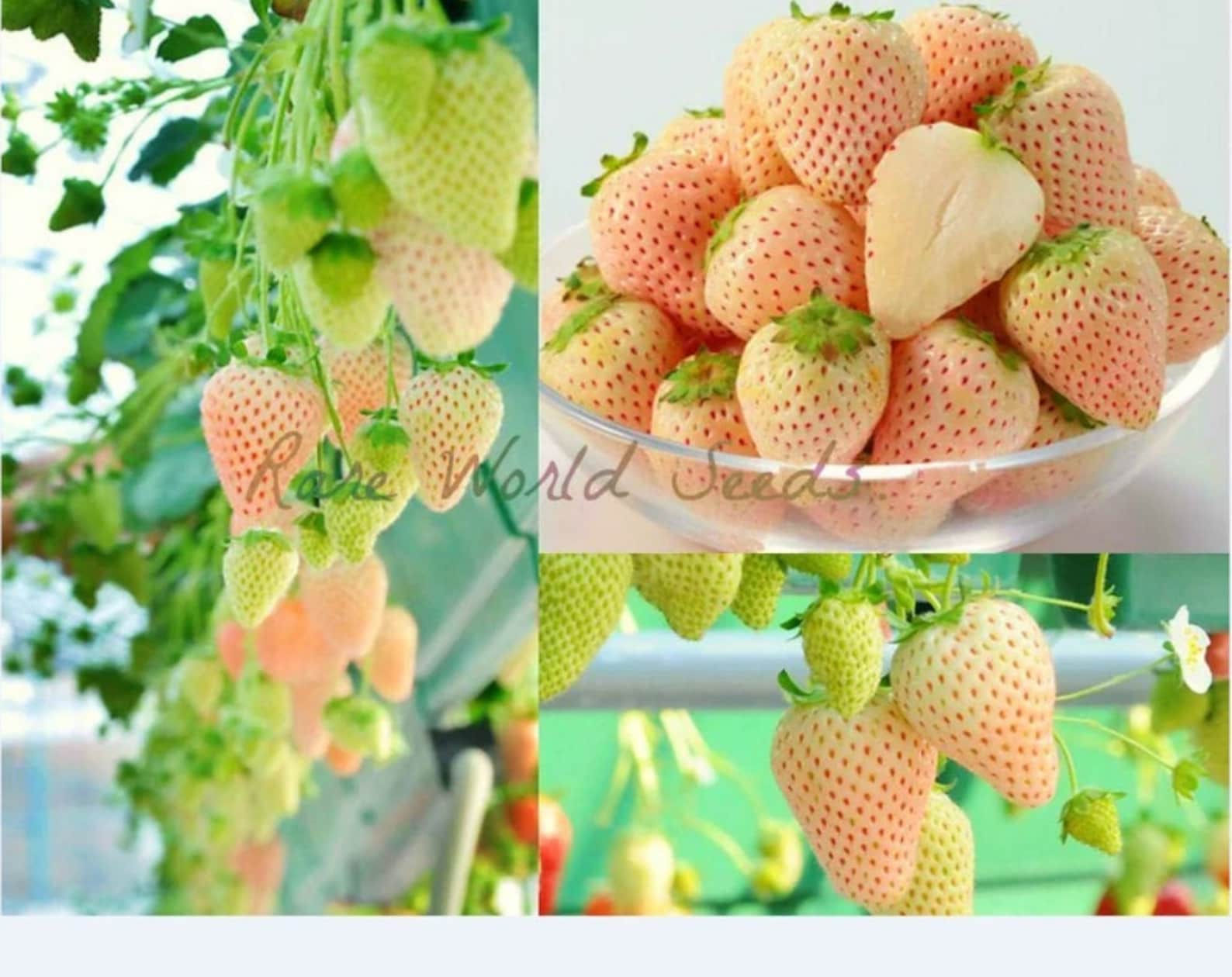 Seeds. New Variety-rare Japanese WHITE Strawberry 'white Asuka Ruby ...