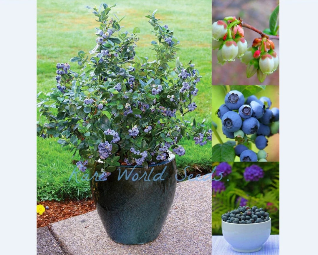 Seeds. Beautiful Bush and Sweet Fruits! Dwarf Blueberry 'sunshine Blue ...