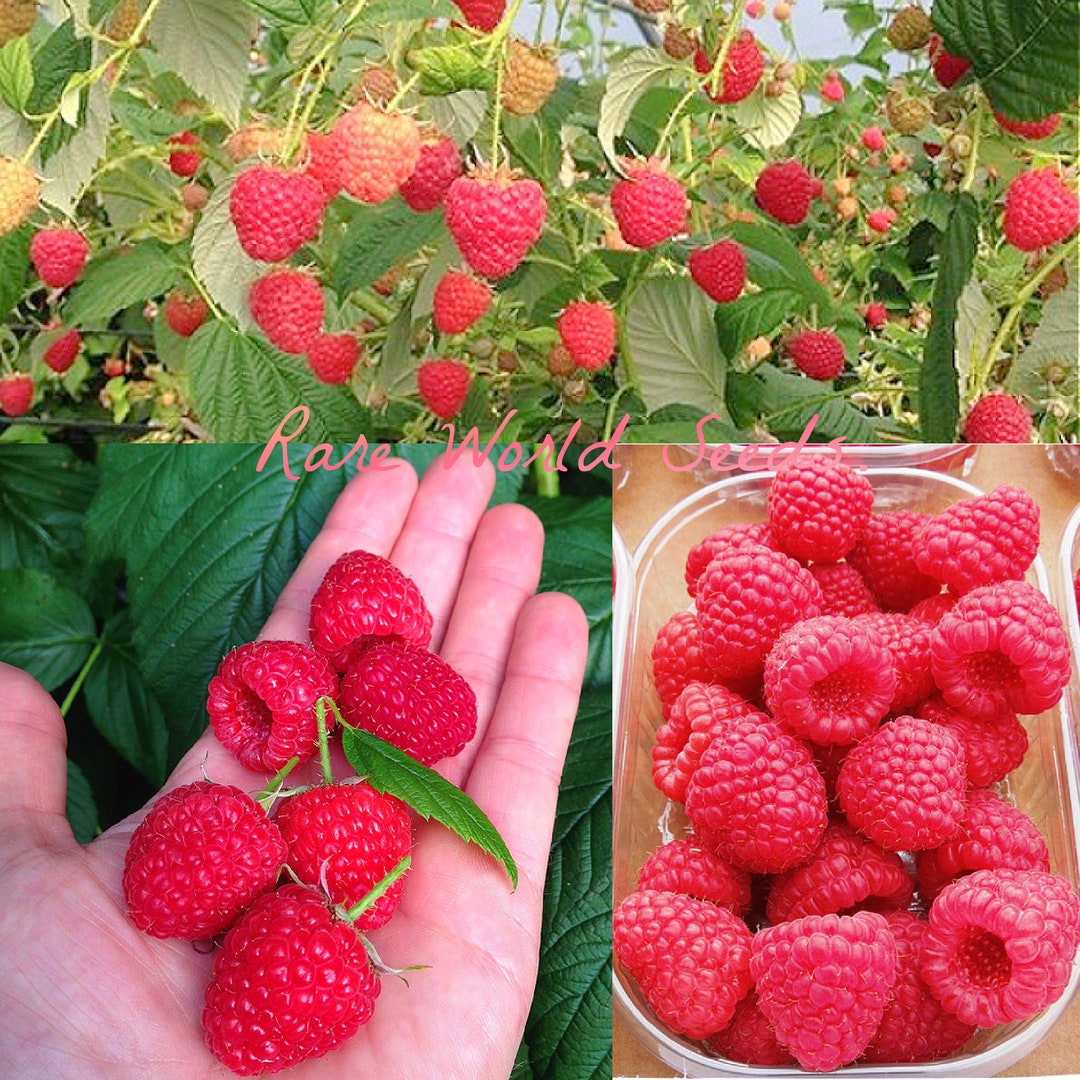 Raspberry ‘paris’ (rubus Idaeus) One of the Biggest Berry We Have Ever ...