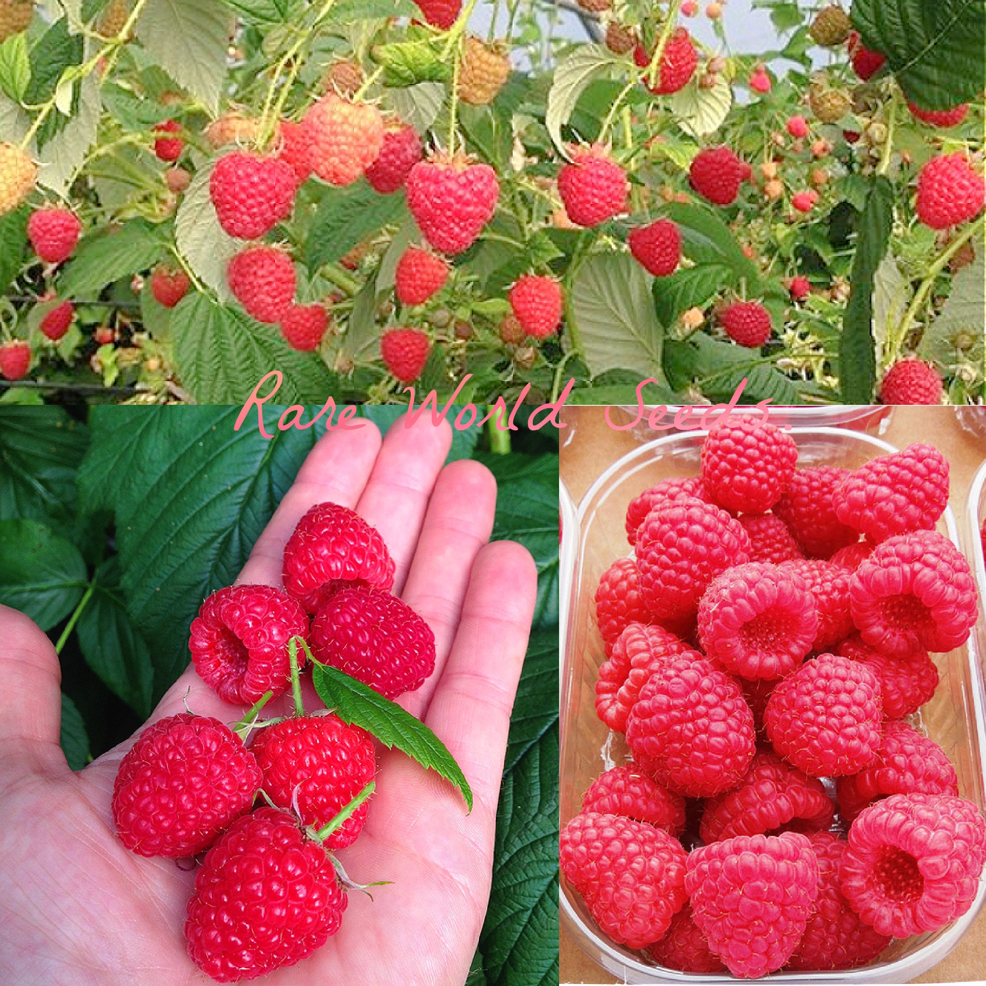 Raspberry paris rubus Idaeus One of the Biggest Berry We Have Ever Seen ...