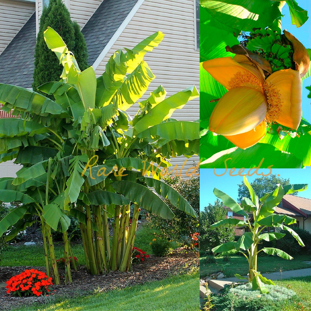 HARDIEST of ALL Banana! Musa (hardy Basjoo) Hardy to Zone 4! Very Easy ...