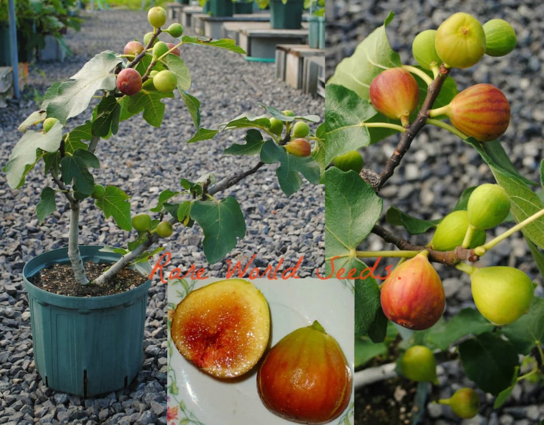 Seeds. RARE French Fig 'figue D'or' Indoor or Outdoor! VERY HARDY ...