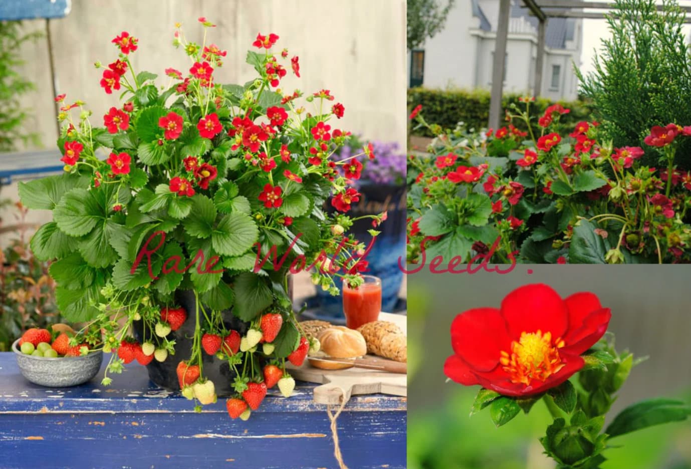 Seeds. SENSATIONAL Red Flower Strawberry 'ruby Ann' Everbearing F1 Hybrid RARE . - Etsy