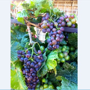Seeds. UNIQUE and HARDY! (zone 3)! Grape Vine Pixie Grape 'pinot ...