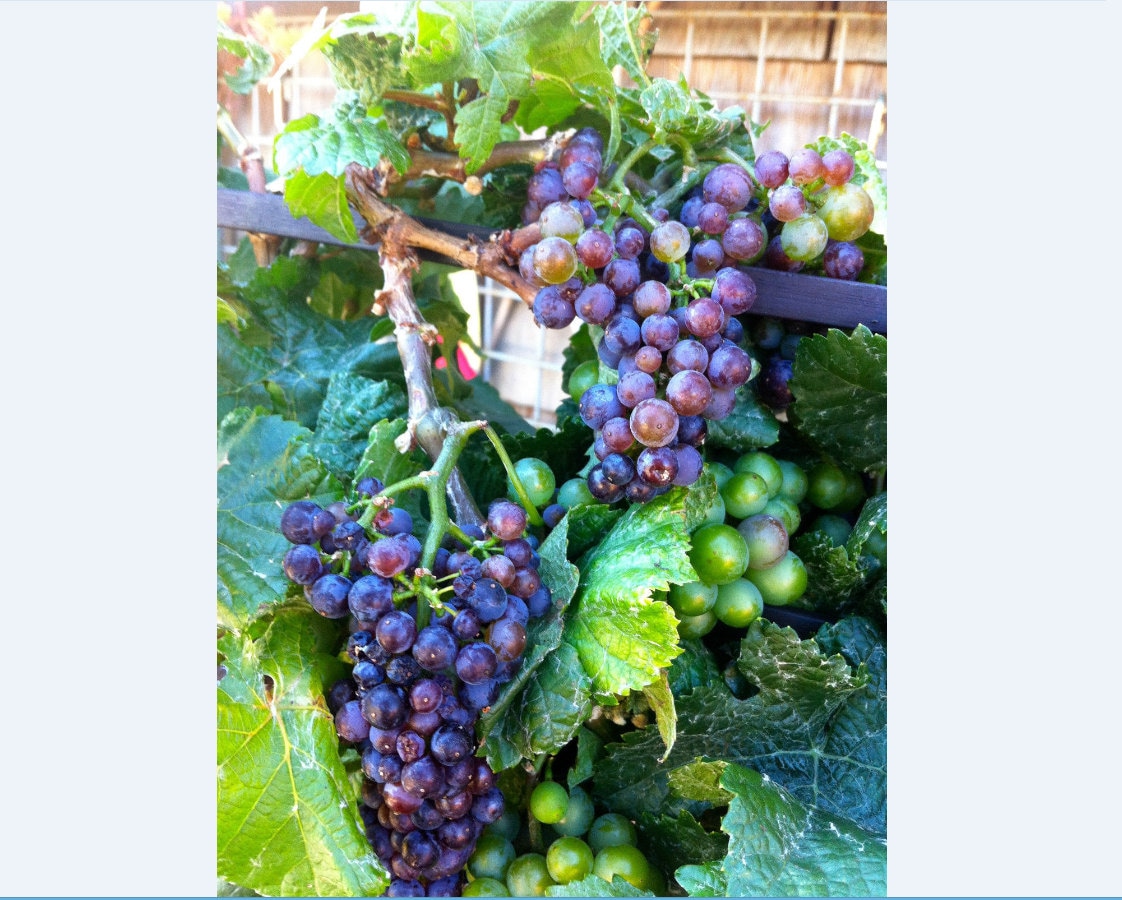 Seeds. UNIQUE and HARDY! (zone 3)! Grape Vine Pixie Grape 'pinot ...