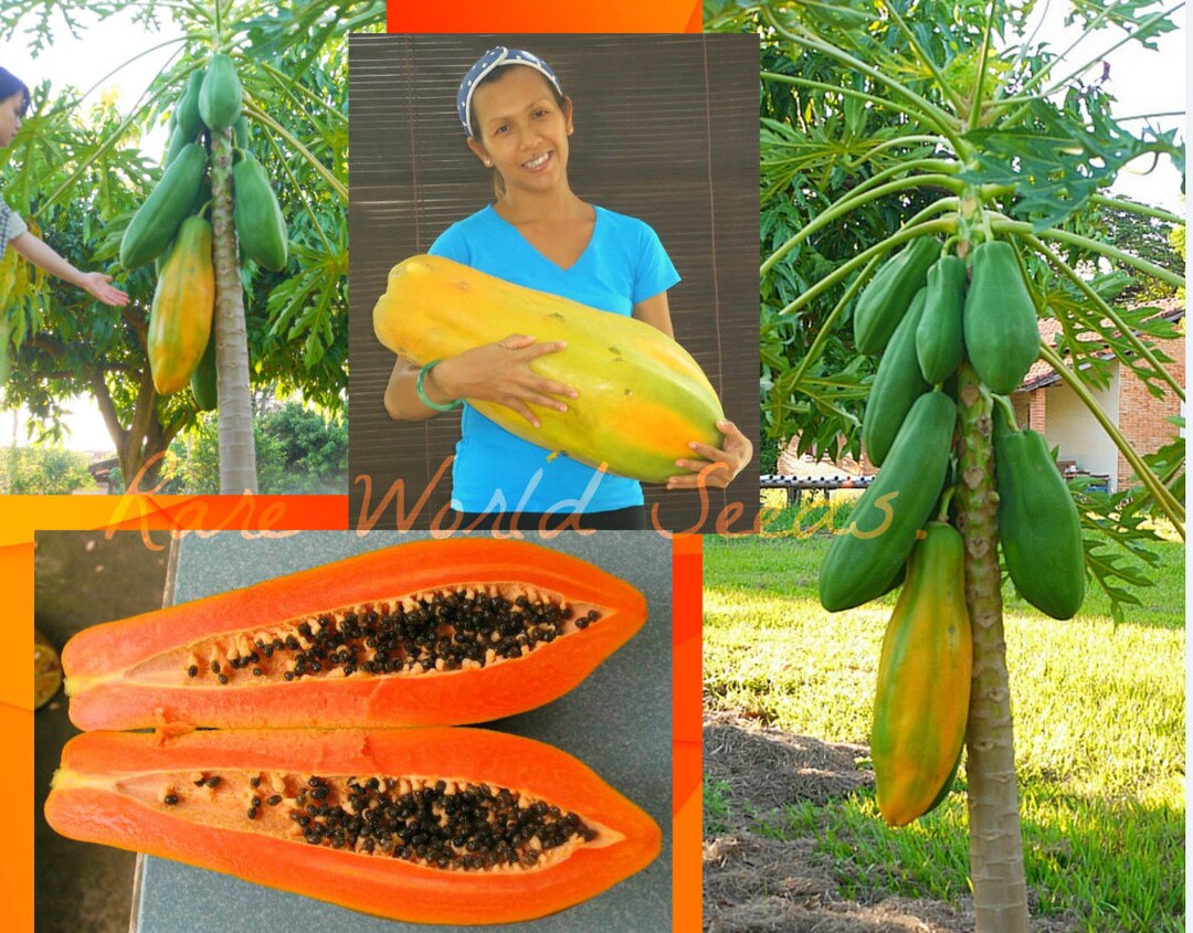 Seeds. Unusual HUGE Torpedo Shape Carica Papaya 'burliar Long' on a ...