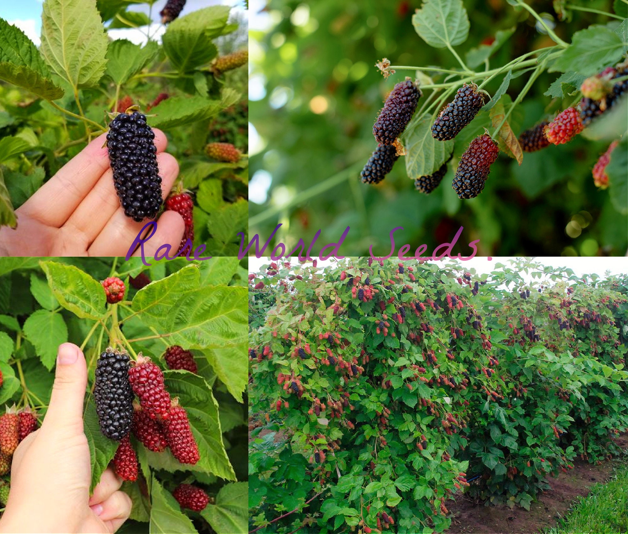 Blackberry columbia Giant Easily the Largest Blackberries Weve Ever ...