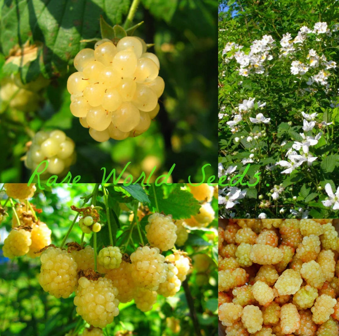 Seeds. NEW & RARE! White Blackberries! Blackberry 'polarberry' Rubus ...