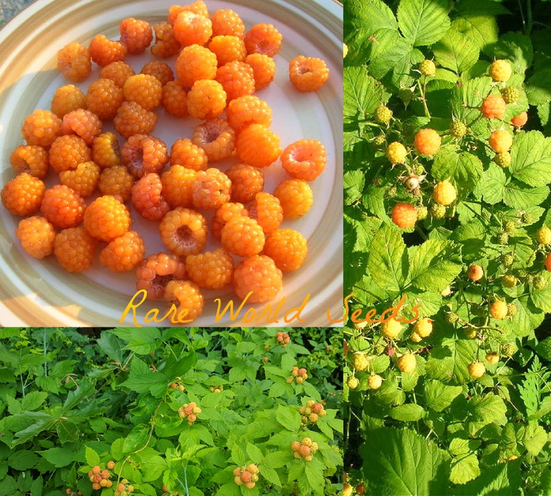 VERY RARE SEEDS Golden Black Raspberry goldenberry Yellow Black Caps ...