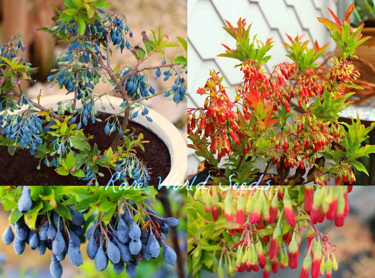 Seeds. Rare and Unusual! Teardrop Shaped Blueberries!! BLUEBERRY ...