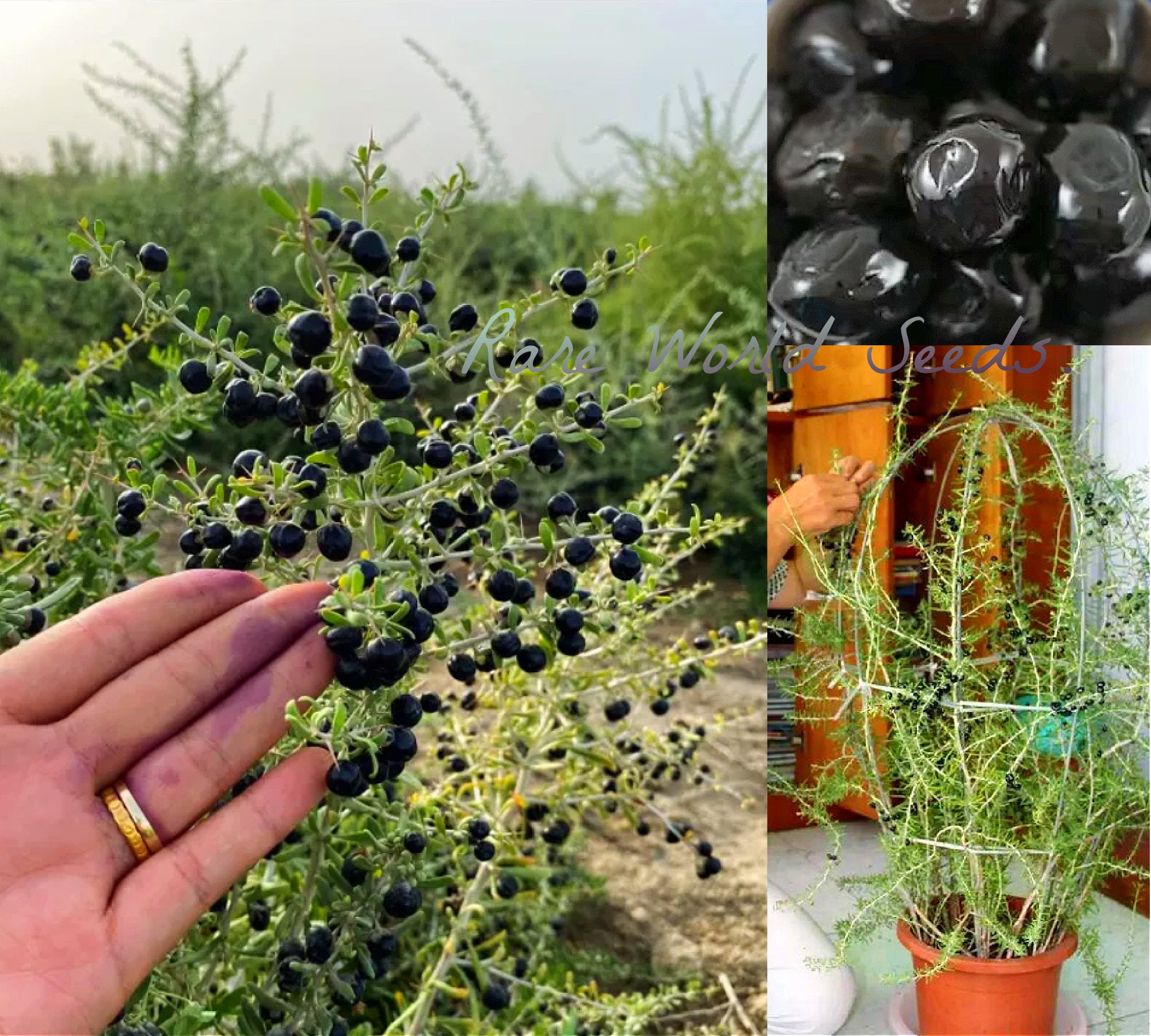 Black Goji Berry Wolfberry (lycium Ruthenicum) A Superfood From Asia ...
