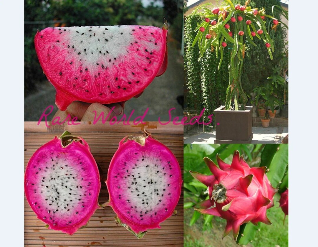 Seeds. EXTRA Rare Dragon Fruit Pitaya Pithaya 'asunta 24' Hylocereus ...