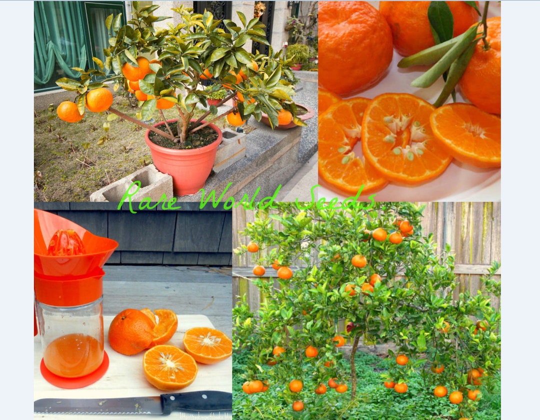Seeds. Small/bush Habit Tangerine 'dancy' (citrus Reticulata) Juicy and ...