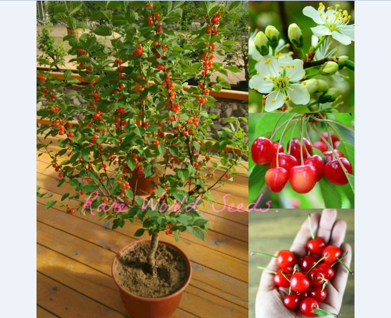 Seeds. NEW Variety! Dwarf Sweet Cherry Tree 'romeo' HARDY Into Zone 2 ...