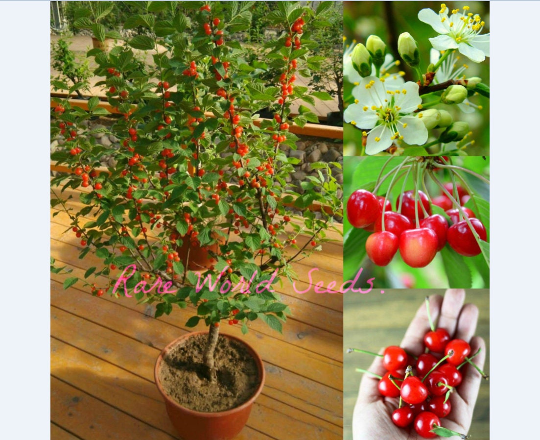 Seeds. NEW Variety Dwarf Sweet Cherry Tree 'romeo' - Etsy
