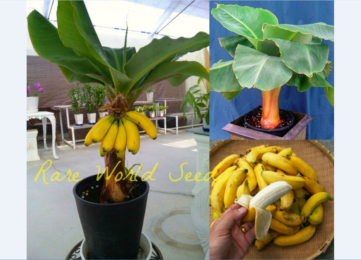 Seeds. Musa "novak" Super Dwarf Miniature BANANA Tree: Grows Only 3-4 ...