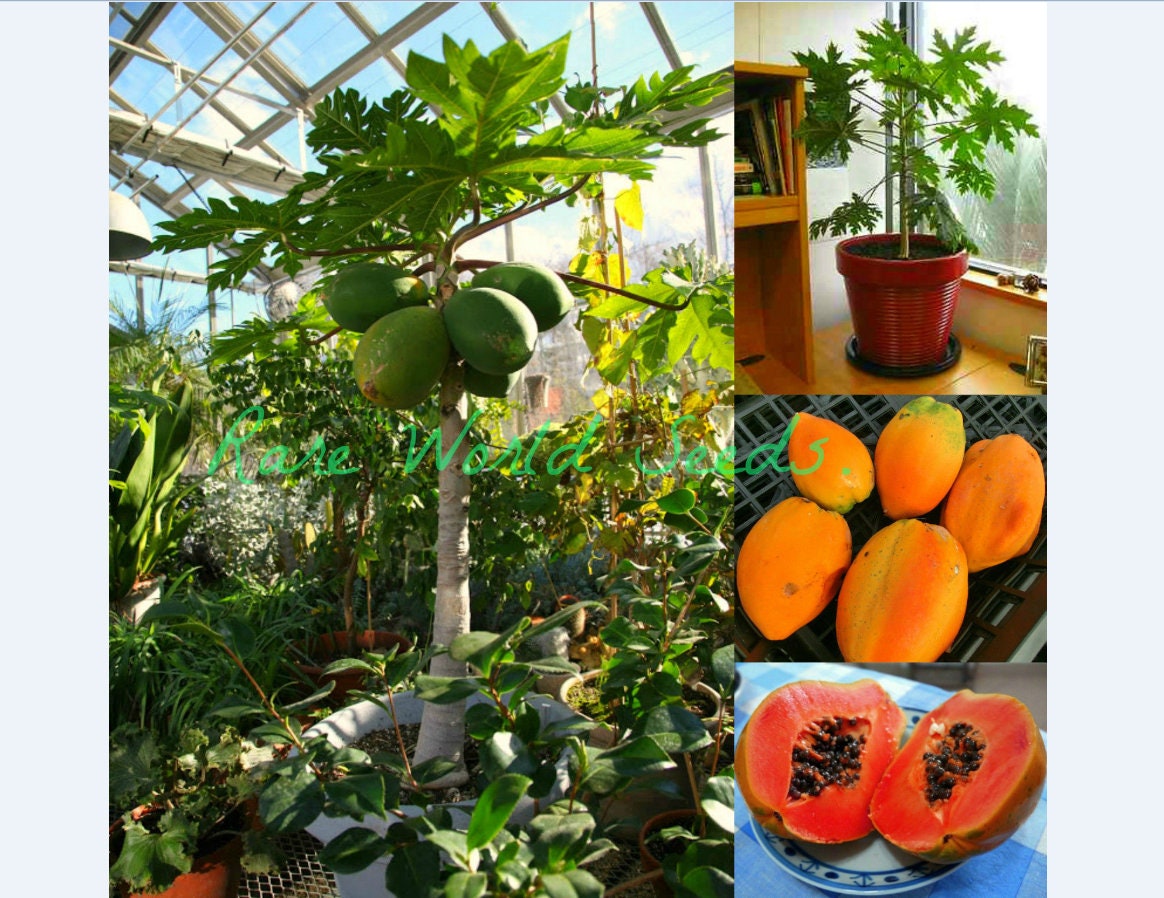 Seeds. Carica Papaya 'TR HOVEY' Indoor or Outdoor! Mini Dwarf Tree ...