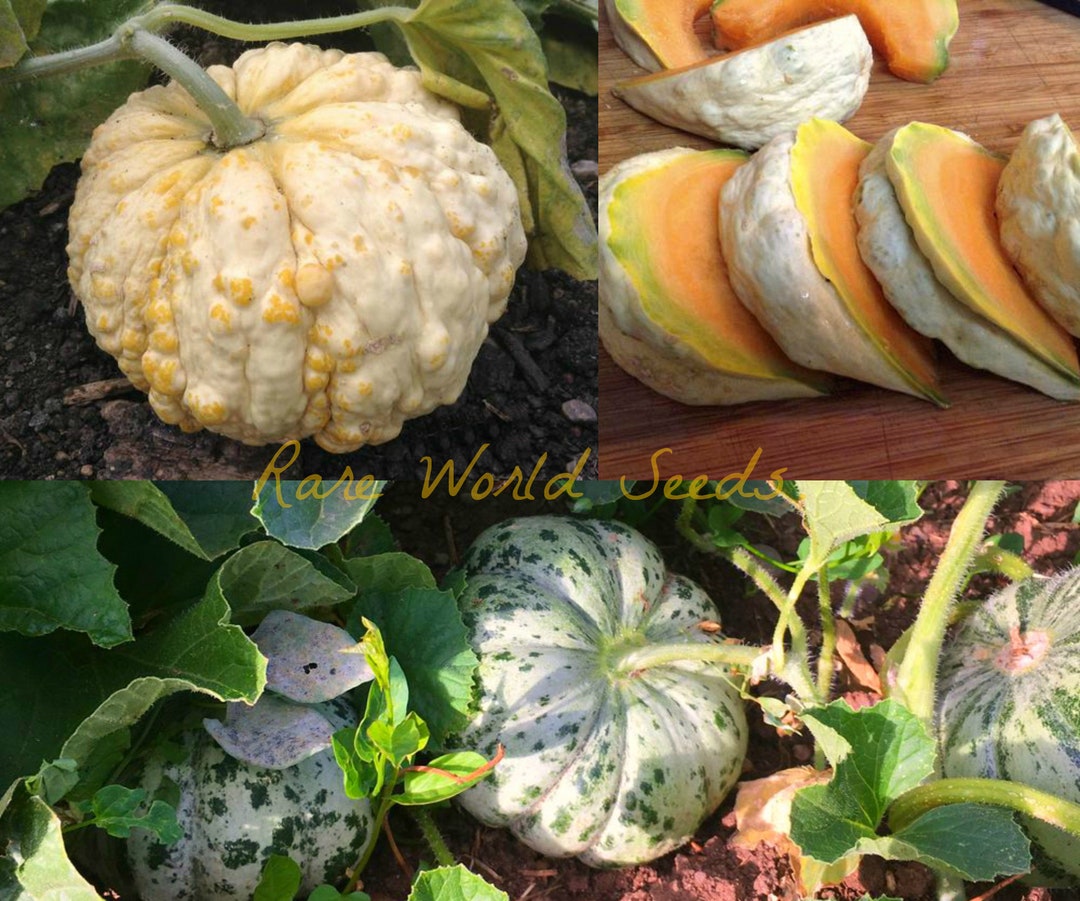 French Rare Melon Cantaloupe ‘prescott Fond Blanc’ (white Bottom) Deep ...