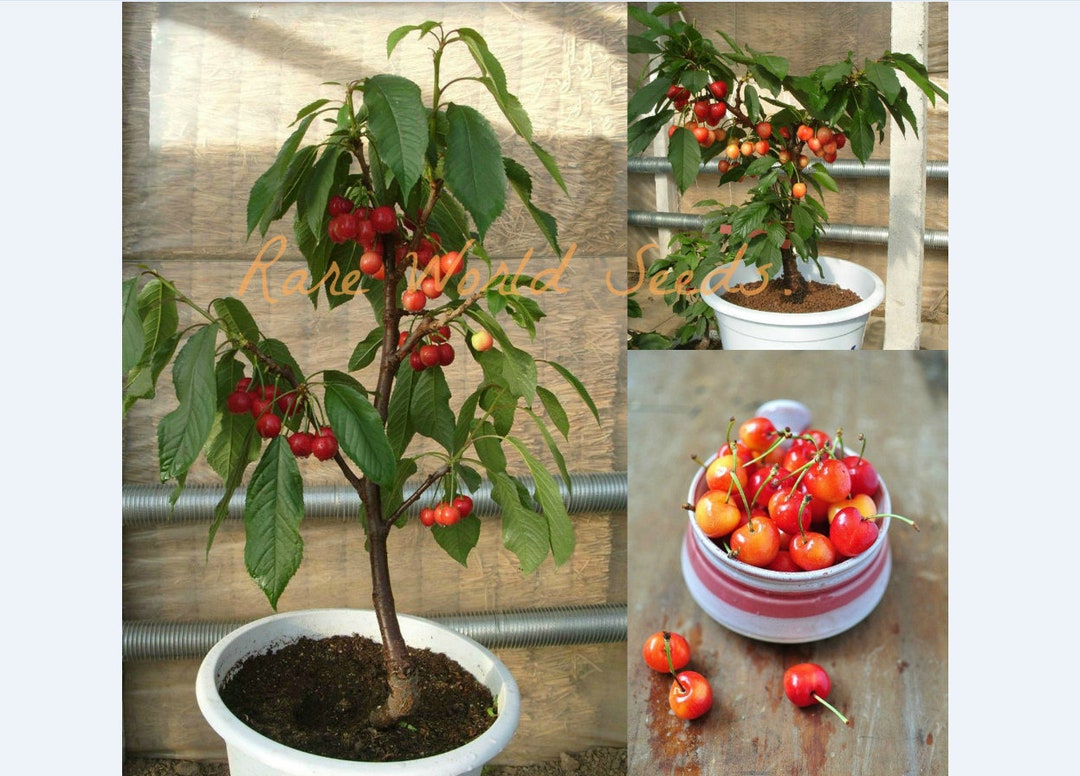 Seeds. Mini Cherry Tree 'dwarf Rainier' Super Sweet Fruits, for Small ...