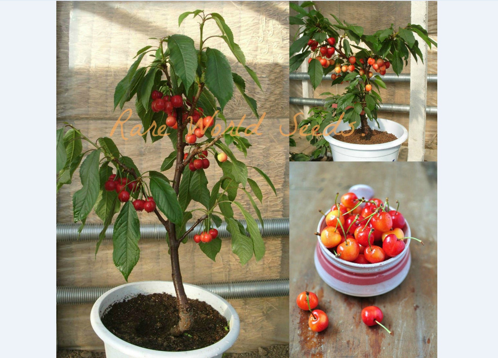 Seeds. Mini Cherry Tree 'dwarf Rainier' Super Sweet Fruits, for Small ...
