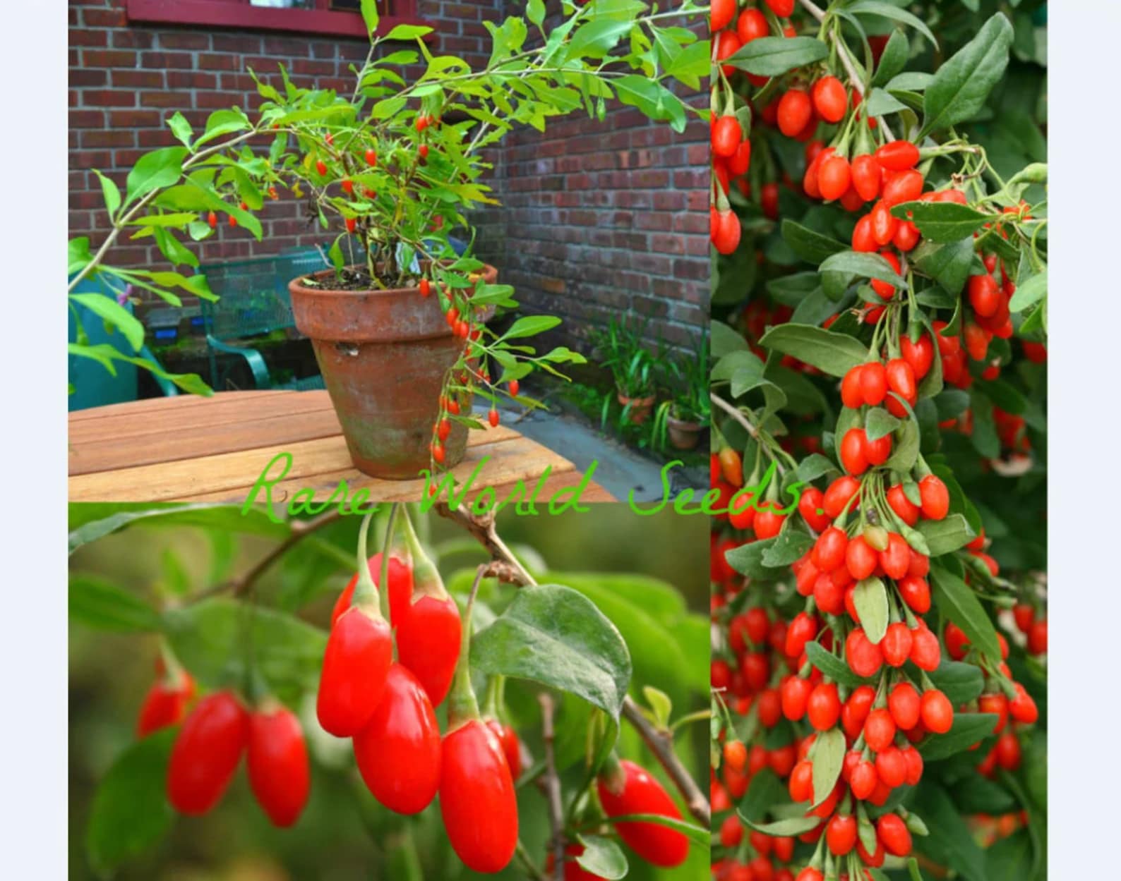 Seeds. Goji Berry 'synthia' NEW CULTIVAR Sweeter and Self-fertile ...