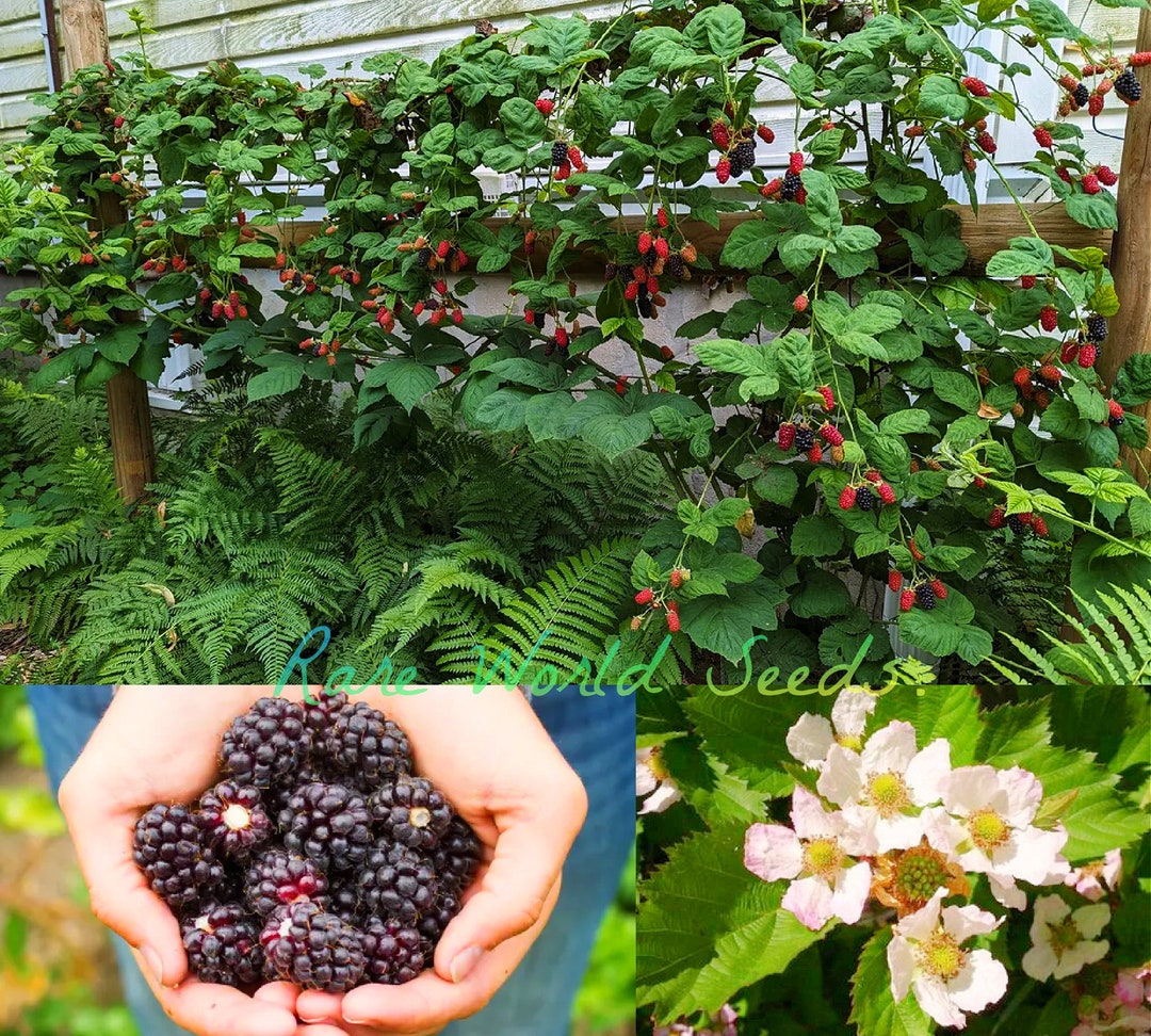Blackberry ‘marionberry’ (rubus L. Subgenus) Rich Flavor That Many ...