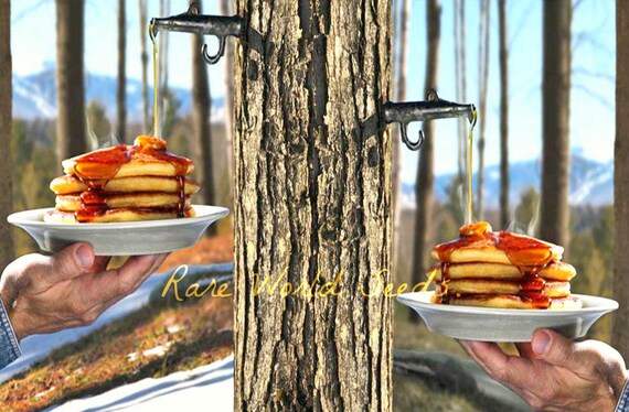 Maple Syrup Tree