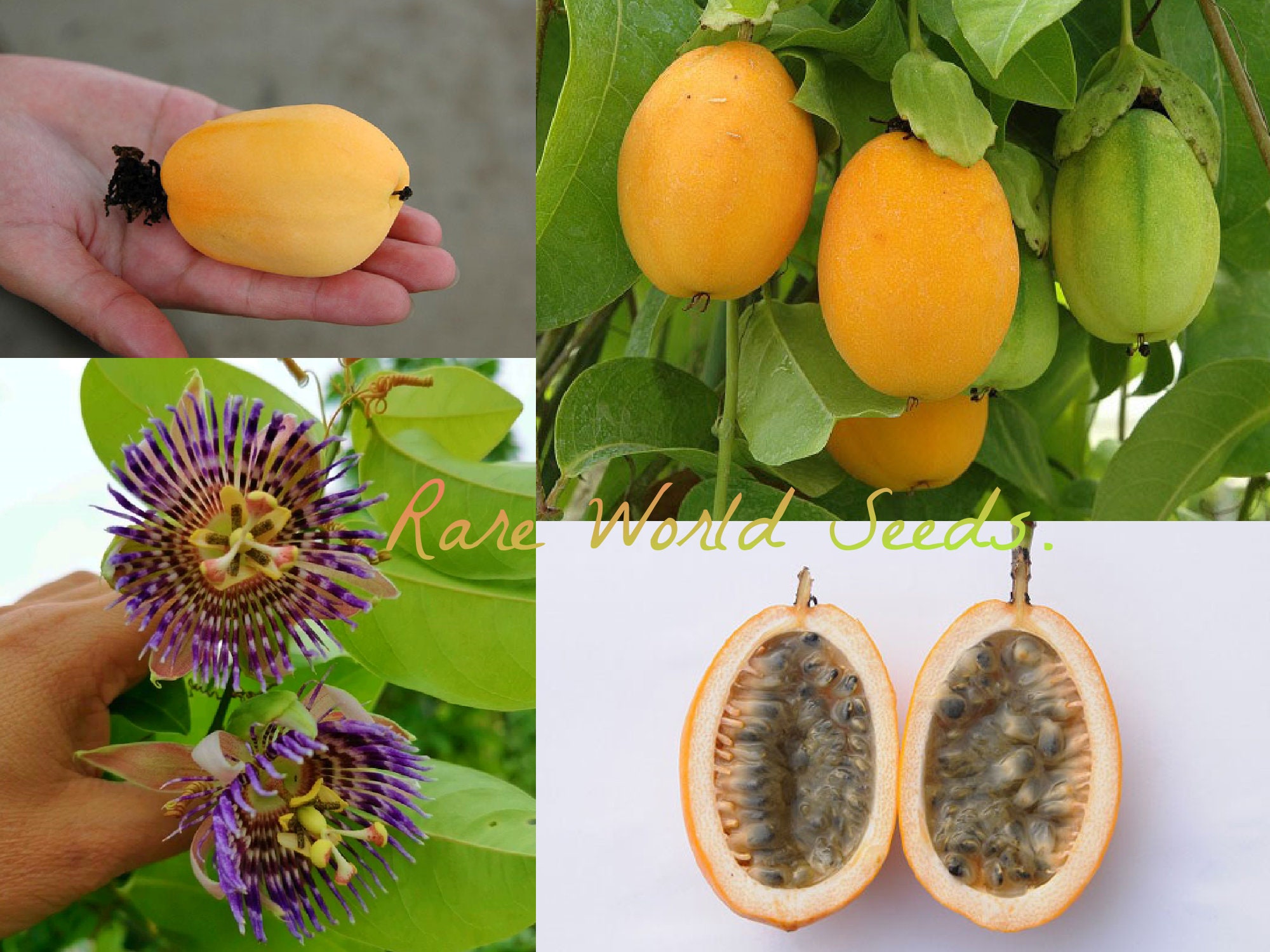 Passion Fruit jamaican Lilikoi passiflora Laurifolia Aka 'water Lemons ...