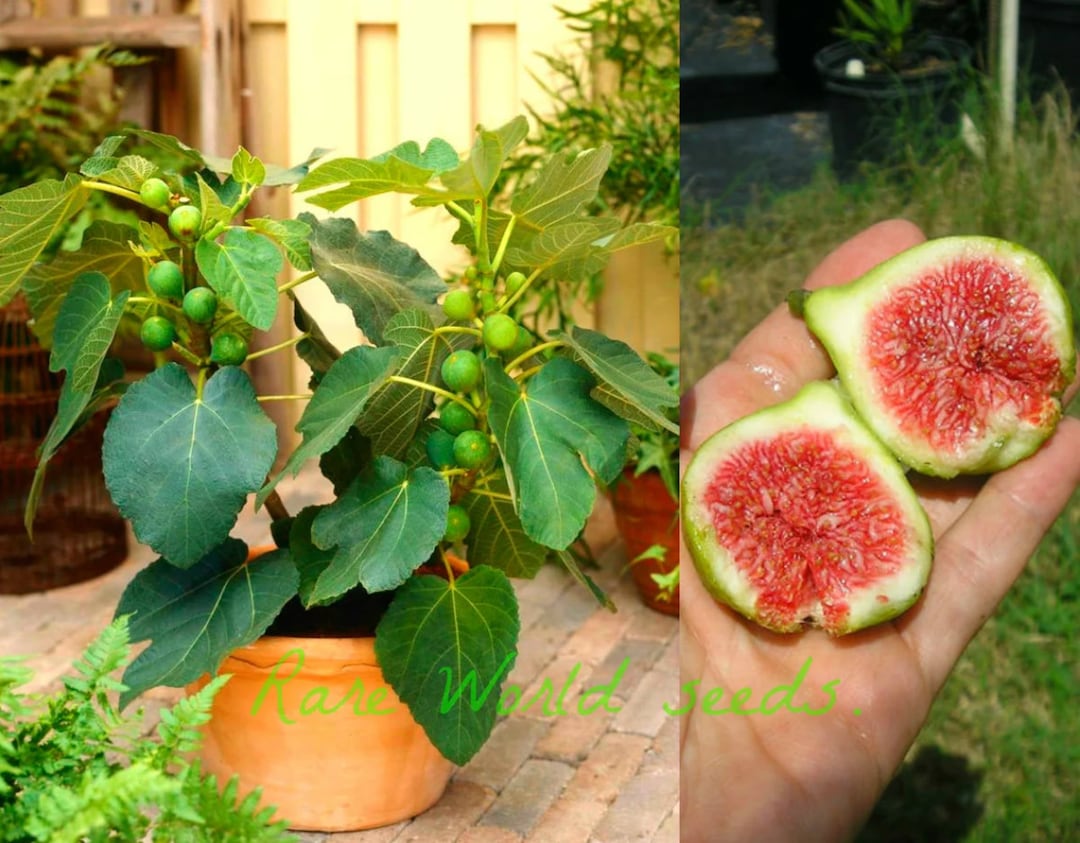 Seeds. DWARF Fig Ficus Carica ‘green Ischia’ Indoor or Outdoor! VERY ...