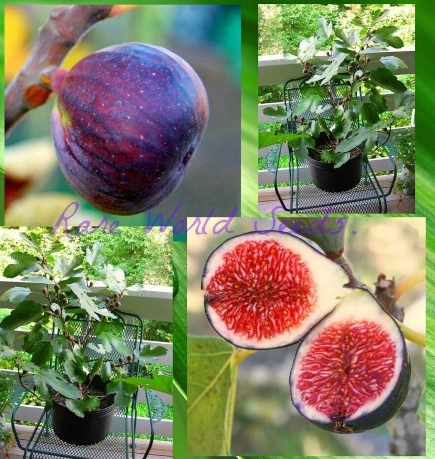 Seeds. DWARF Fig Ficus Carica 'rouge De Bordeaux' Indoor or Outdoor - Etsy