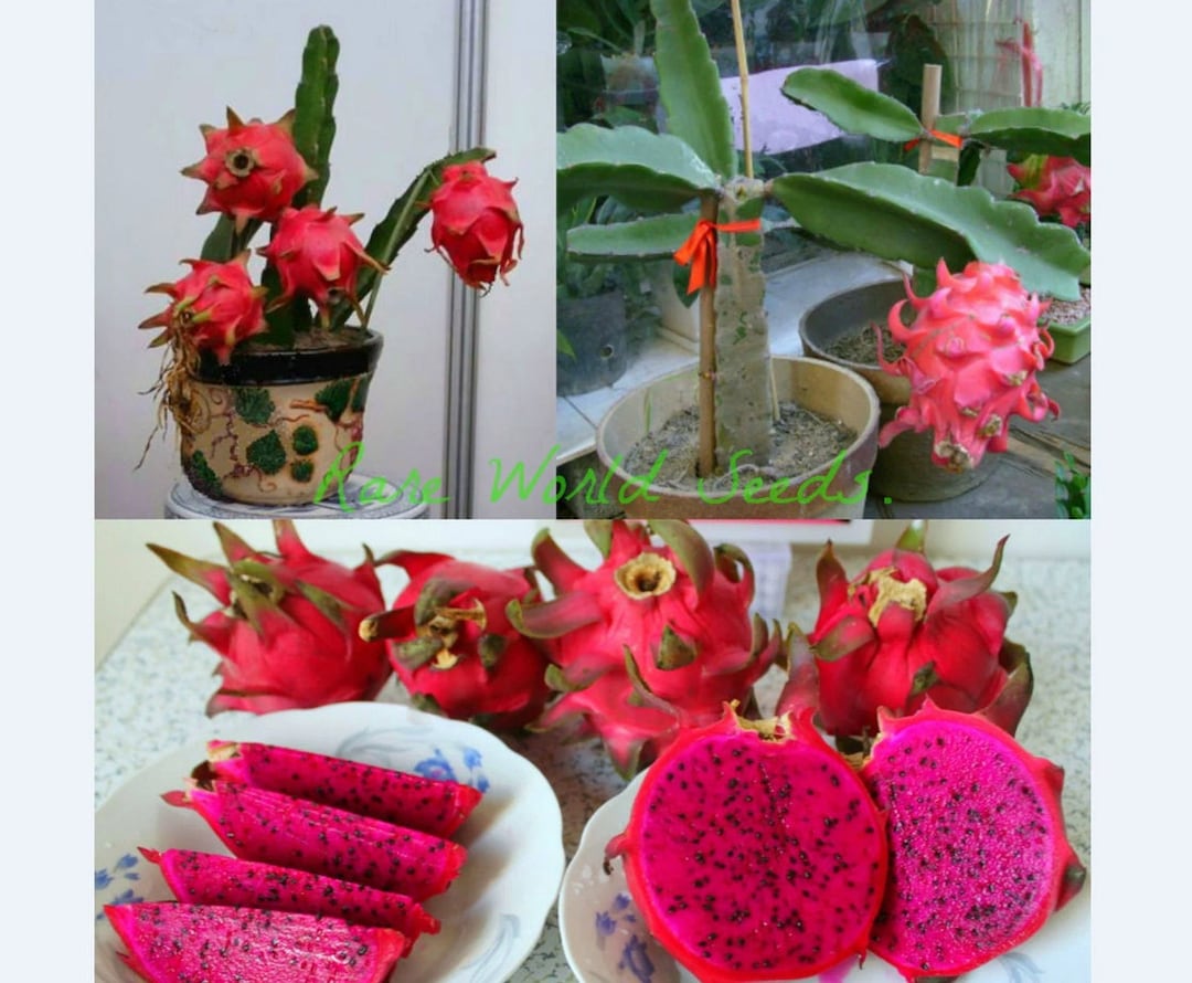 Seeds. Super DWARF! Miniature Pitaya Pitahaya FLOWERS at 3"!! Red Flesh ...