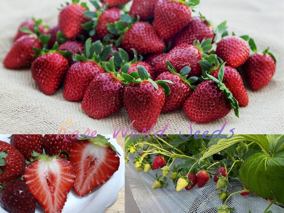 Seeds. Japanese GOURMET Strawberries ‘crimson Misuzu' (black Strawberry ...