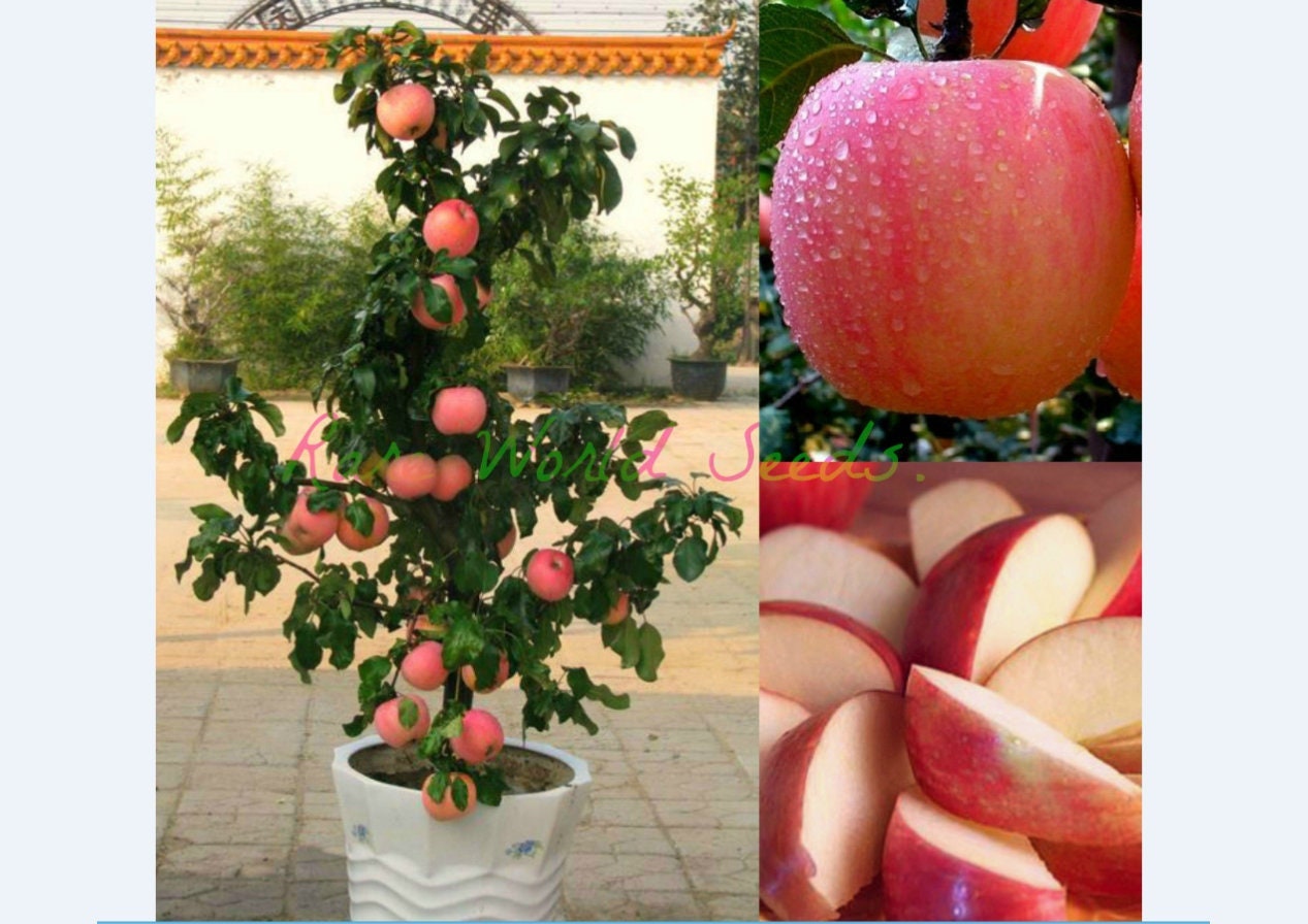 Seeds. Naturally Small Bush Type 'FUJI' Apple! Can EASILY Be Grown ...