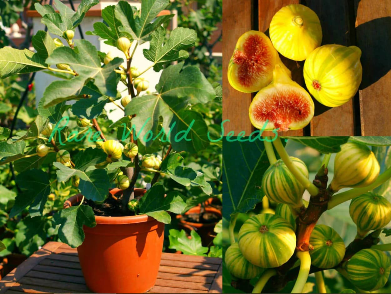 Seeds. VERY RARE Variety: Fig 'dwarf Panache' striped Tiger Indoor ...