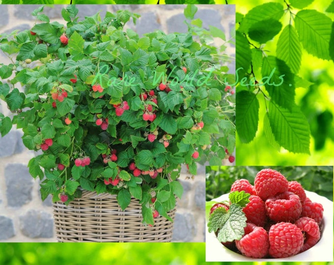 RWSEEDS - Etsy Canada