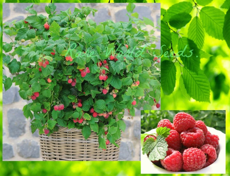 Seeds. DWARF Raspberry 'ruby Beauty' Thrives in Patio Pots Very RARE ...