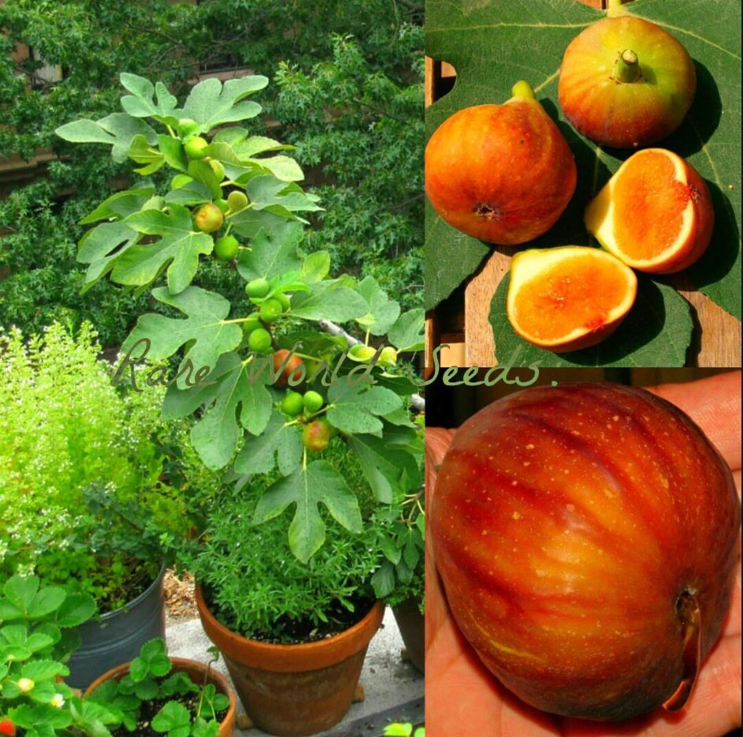Seeds. VERY RARE French Fig 'madeleine Des Deux Saisons' Indoor or Outdoor! - Etsy