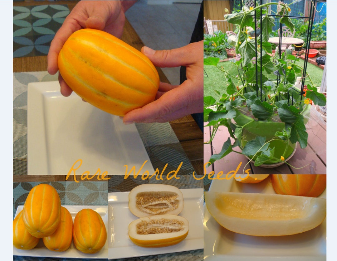 Seeds. Lovely Small Korean Melon 'sweet Chamoe' Personal Size Crisp ...