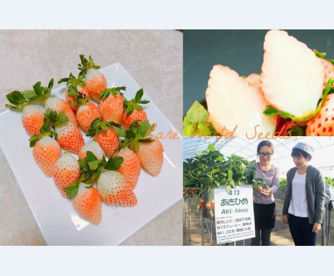 Seeds. Japanese GOURMET Strawberries ‘yukiyama’ (snow Mountain) Rich ...