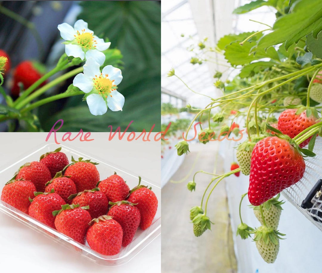RARE Japan GOURMET Strawberry 'amaou' is Known as the "king" of ...