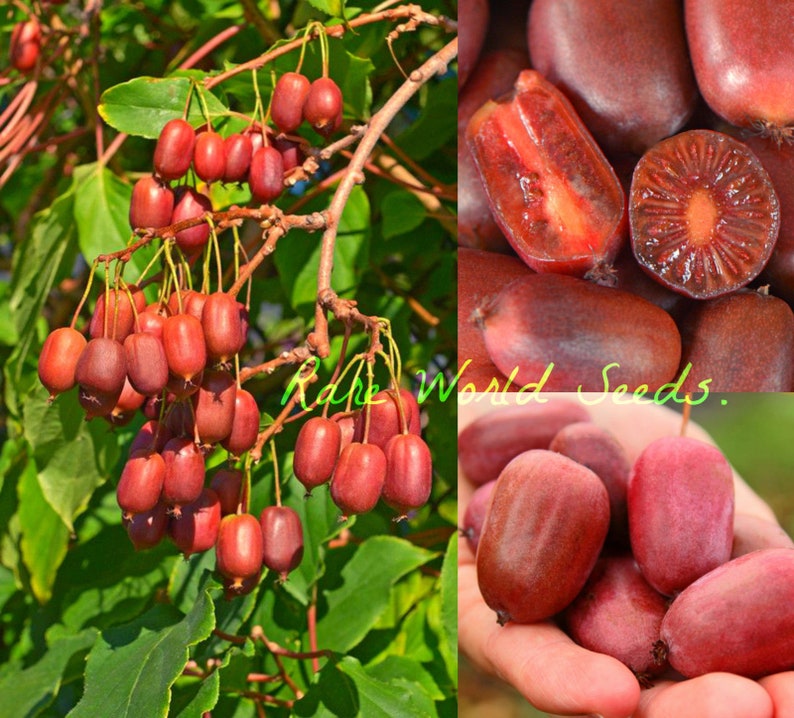 Seeds Hardy Kiwi Fruit Kiwiberry 'scarlet September' | Etsy