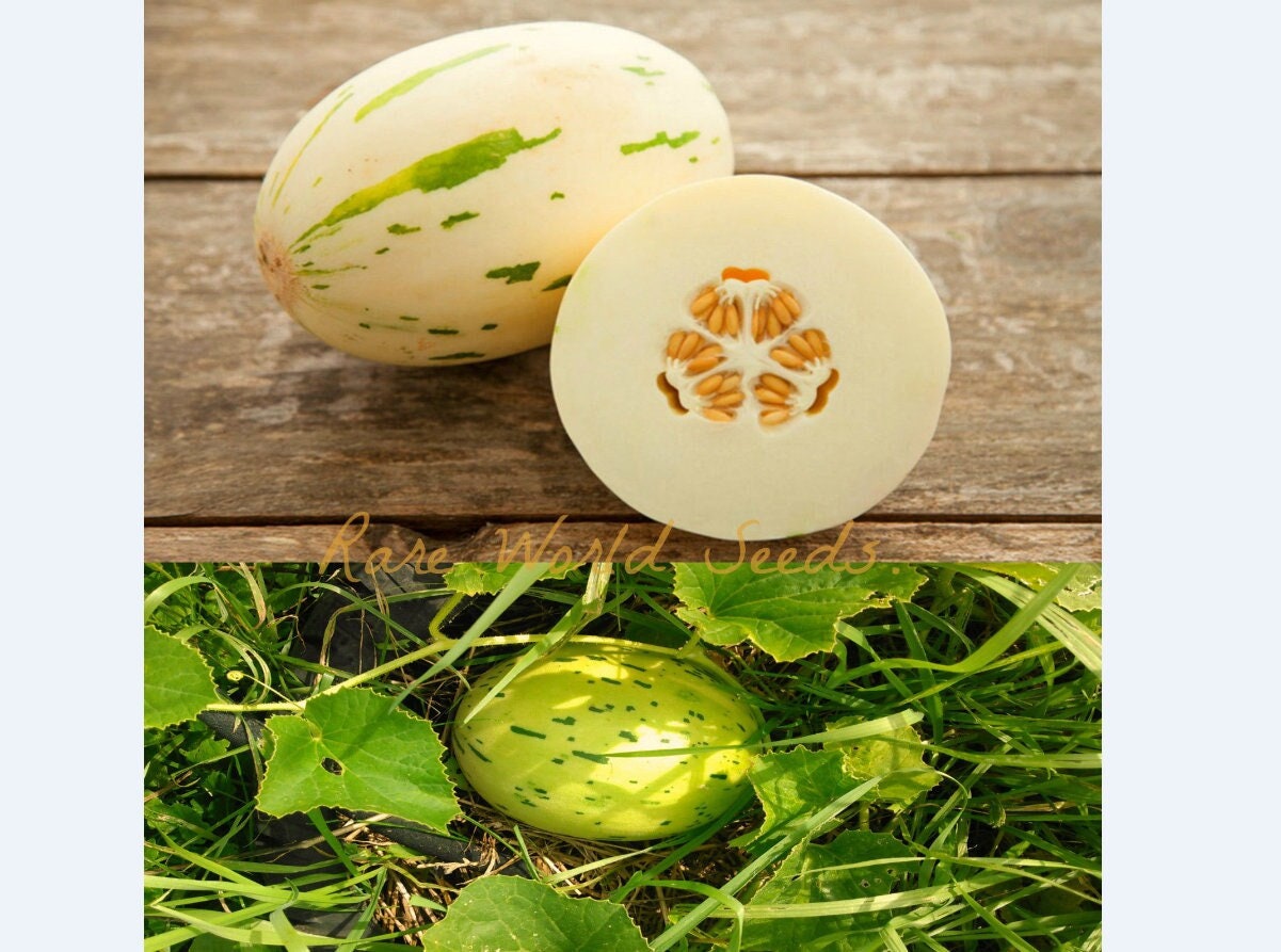 Seeds. Lovely Melon 'snow Leopard' Variegated Honeydew! SUPER SWEET! Personal-size Fruits F1. - Etsy