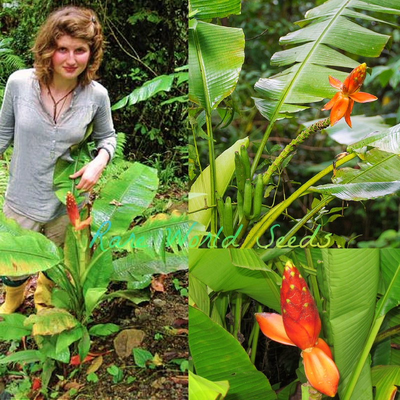 Maria Smith Model Uk Banana - Etsy Canada