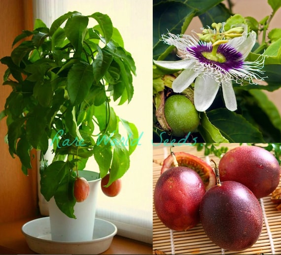 Seeds. DWARF Passion Flower possum Purple passiflora - Etsy