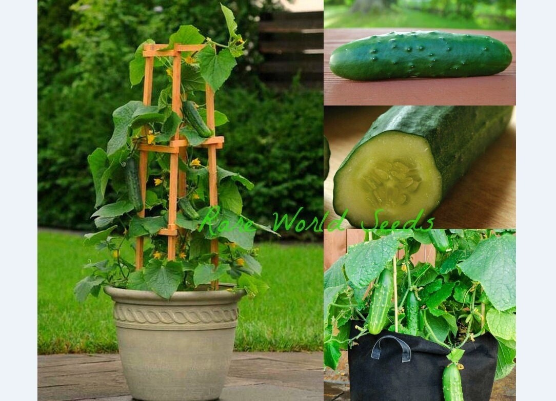 Cucumber ‘bush Snacker’ Full-sized/flavored 8" Slicers on Small Plants ...