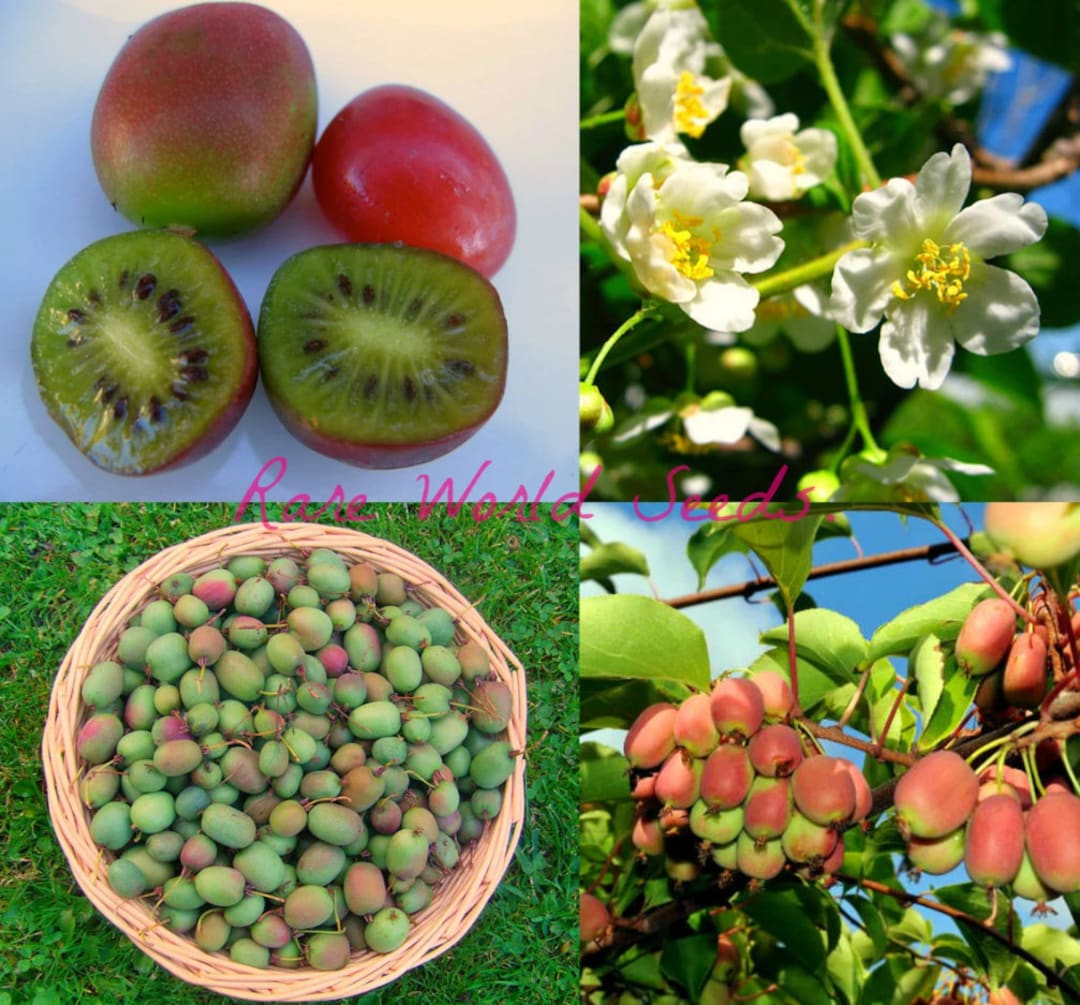 Seeds. MINI Hardy Kiwi Fruit Kiwiberry 'karawaja' Grape-sized and VERY ...