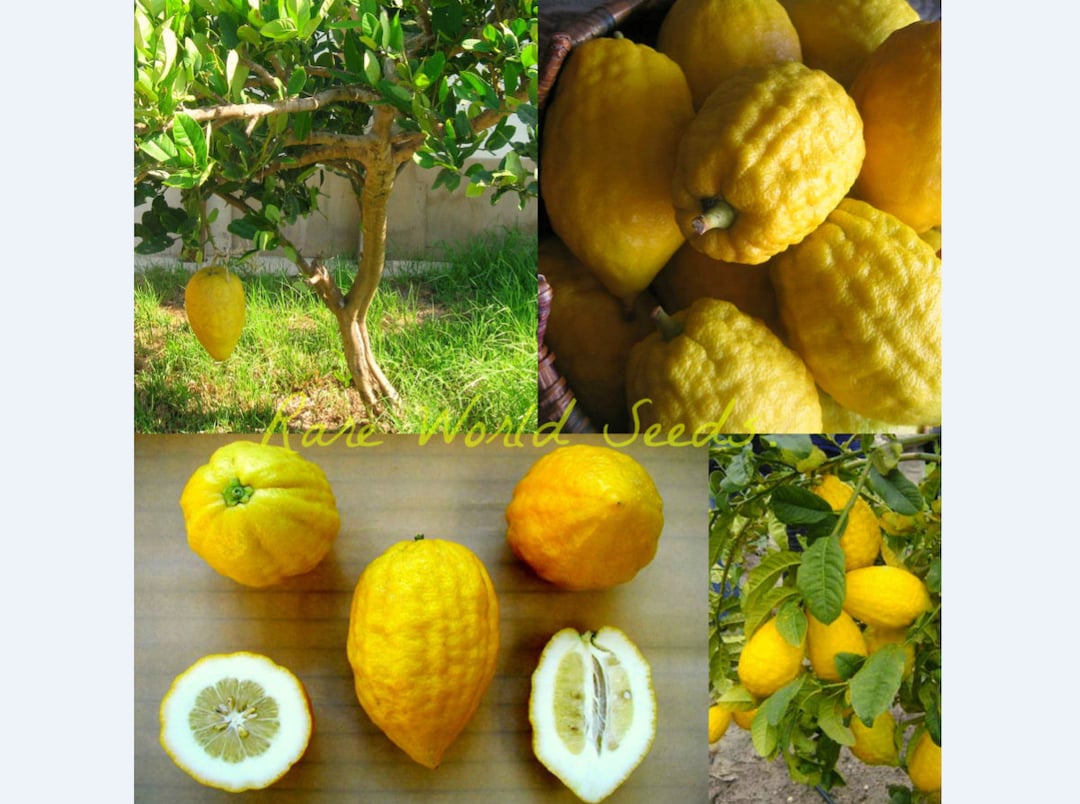Seeds. RARE Yellow Citron ‘etrog’ Acidic Giant Lemon (citrus Medica ...
