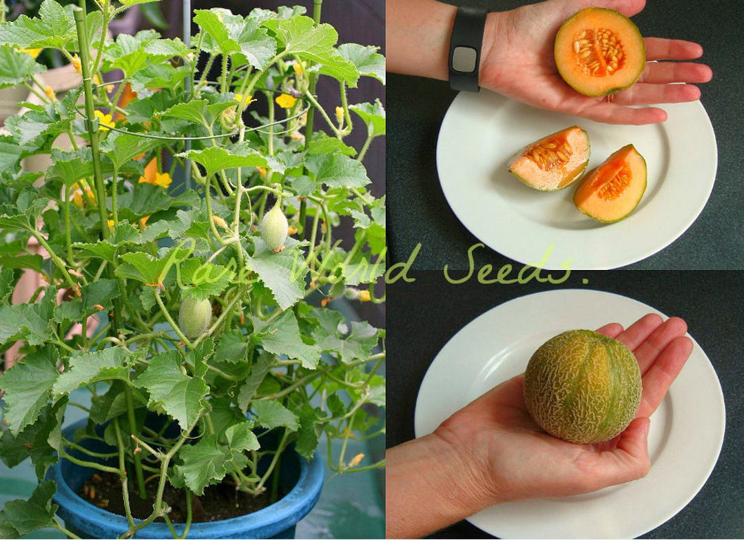 Earliest "bush" Melon 'myria' 45 Days to Maturity! This Exquisite ...