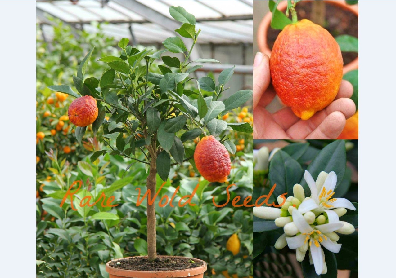 Seeds. RARE and BEAUTIFUL! Citrus Red Lemon 'limone Rosso' Grows to 3 ...